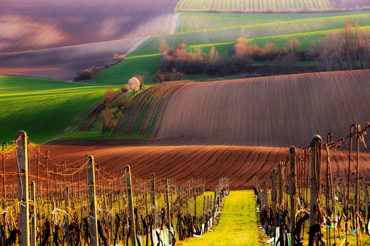 To the Magic Landscape of Moravian Tuscany | South Moravia